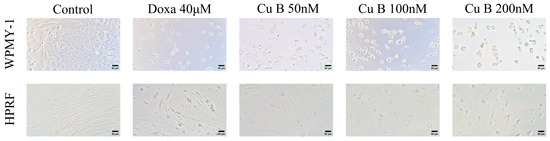 IJMS | Free Full-Text | Cucurbitacin B Inhibits the Proliferation of ...