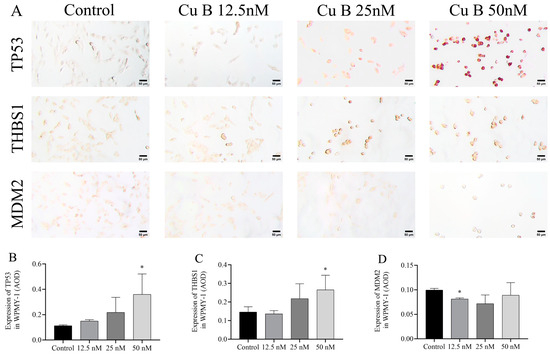 IJMS | Free Full-Text | Cucurbitacin B Inhibits the Proliferation of ...
