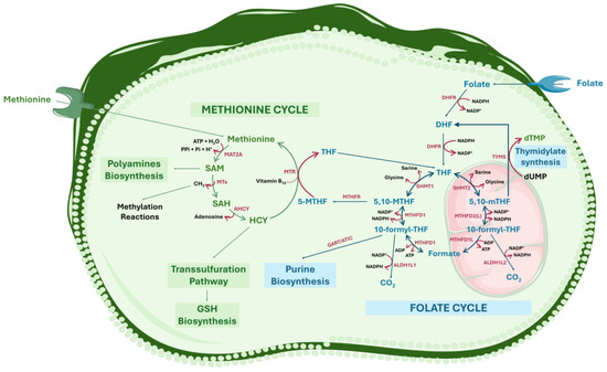 Unveiling the Therapeutic Potential of Folate-Dependent One-Carbon Metabolism in Cancer and ...