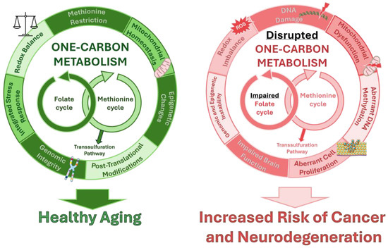 Unveiling the Therapeutic Potential of Folate-Dependent One-Carbon ...