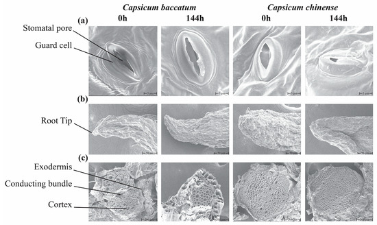 Transcriptomic Insights into Salt Stress Response in Two Pepper Species: The Role of MAPK and ...