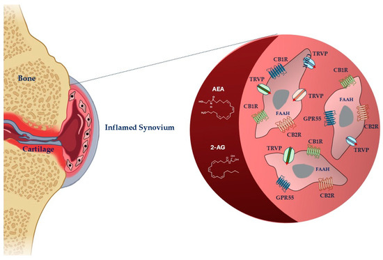 Cannabinoids in the Inflamed Synovium Can Be a Target for the Treatment ...