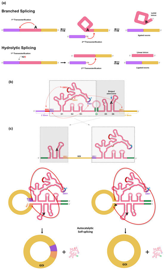 IJMS | Free Full-Text | In Vitro Self-Circularization Methods Based on Self-Splicing Ribozyme