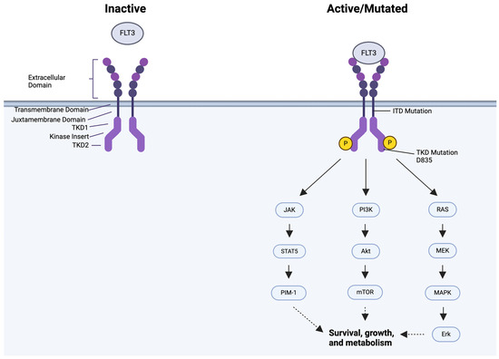 Enhancing Therapeutic Efficacy of FLT3 Inhibitors with Combination ...