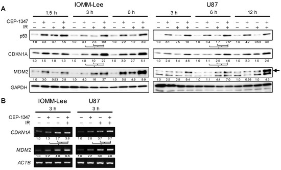 CEP-1347 Boosts Chk2-Mediated p53 Activation by Ionizing Radiation to ...