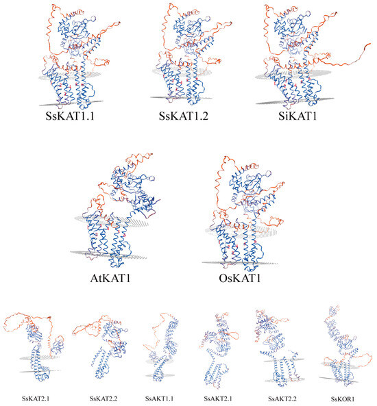 Identification of Shaker Potassium Channel Family Members and ...