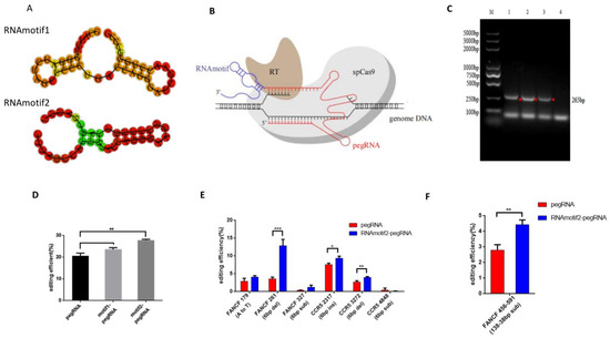 Precise Insertion of AttB Sequences in Goat Genome Using Enhanced Prime ...