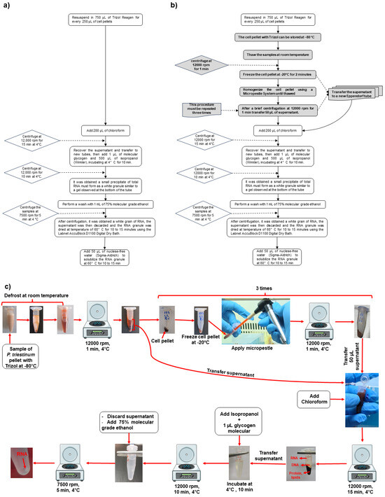 Modification of the Trizol Method for the Extraction of RNA from ...