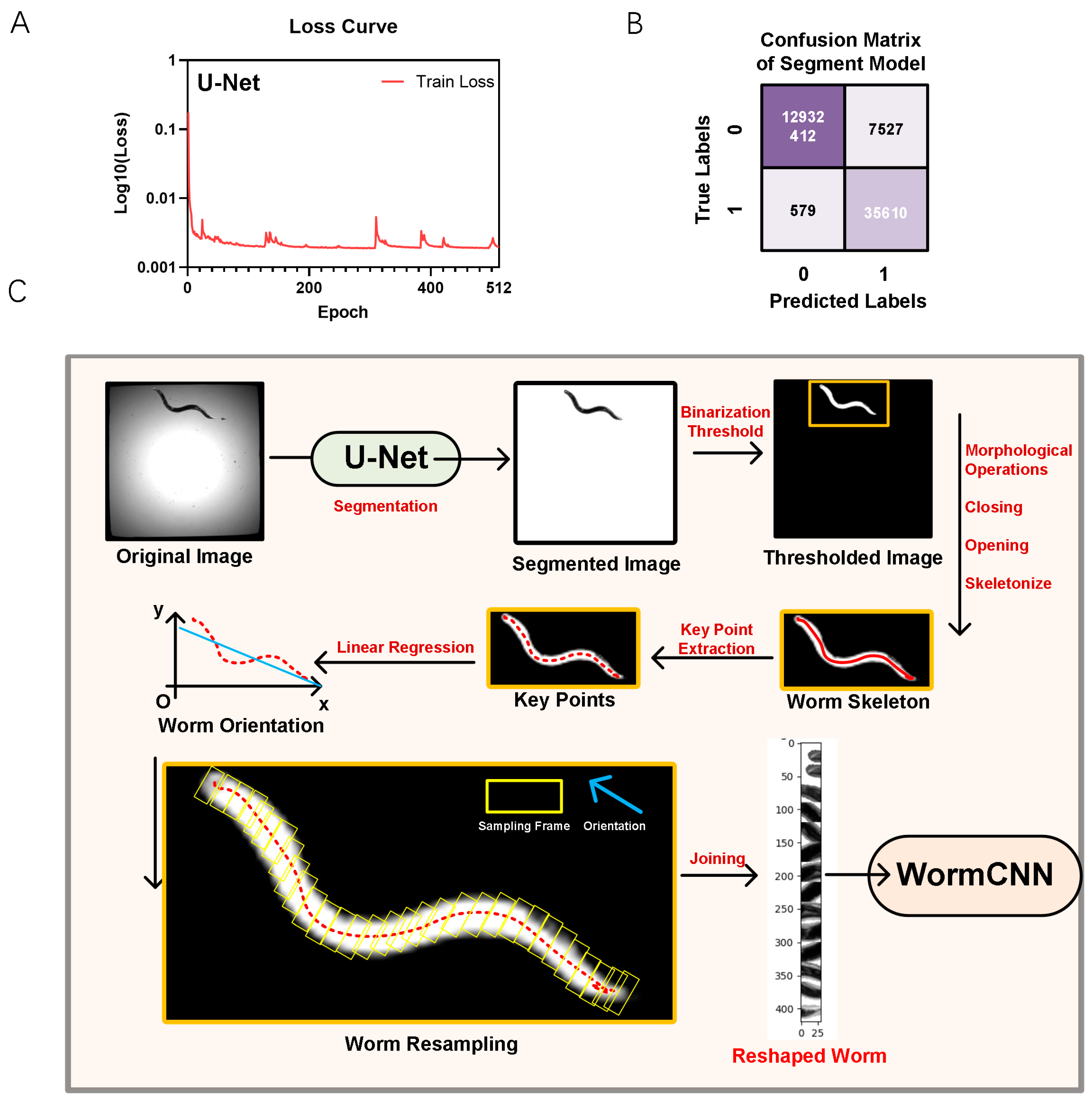 WormCNN-Assisted Establishment and Analysis of Glycation Stress Models in C. elegans: Insights ...