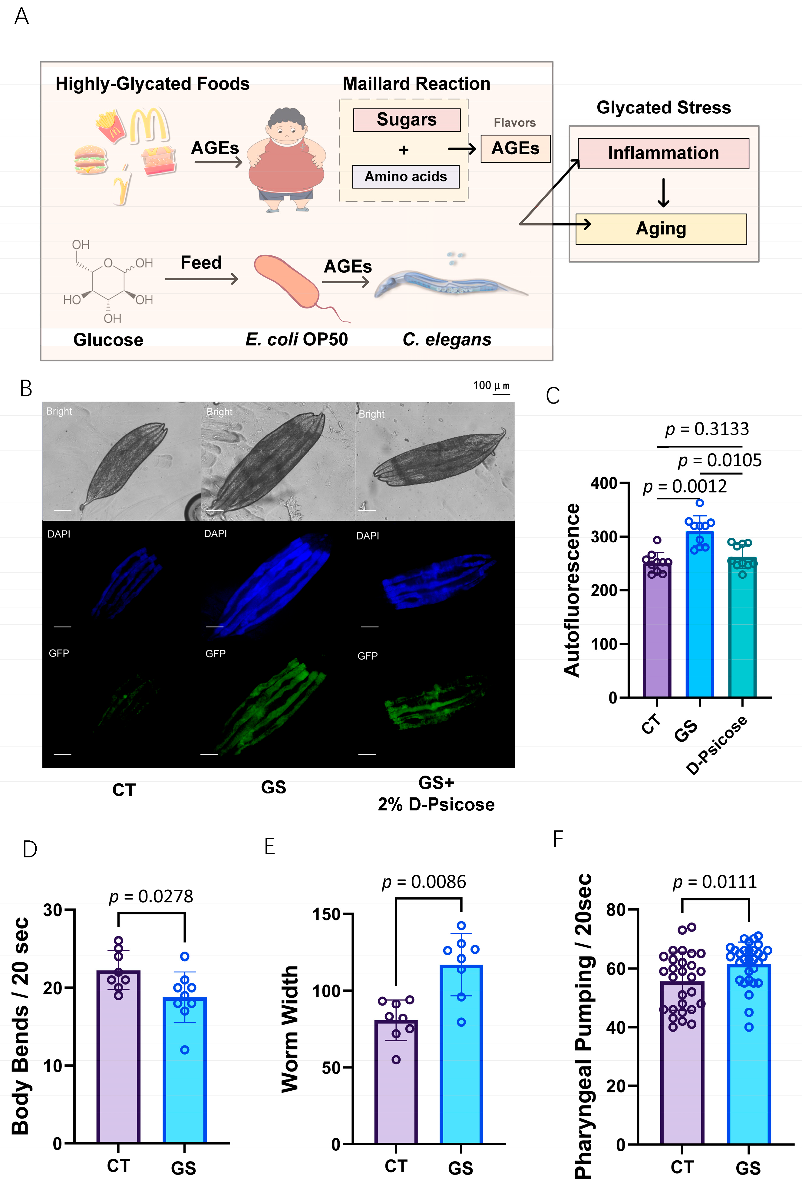 WormCNN-Assisted Establishment and Analysis of Glycation Stress Models in C. elegans: Insights ...