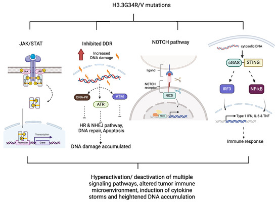 Roles of Histone H2B, H3 and H4 Variants in Cancer Development and ...