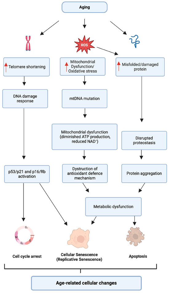 The Role of Molecular and Cellular Aging Pathways on Age-Related ...