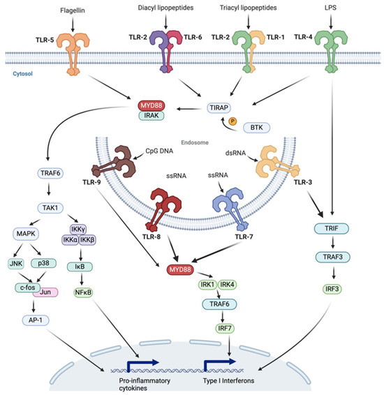 Special Issue “The Role of Toll-Like Receptors (TLRs) in Infection and Inflammation 2.0”
