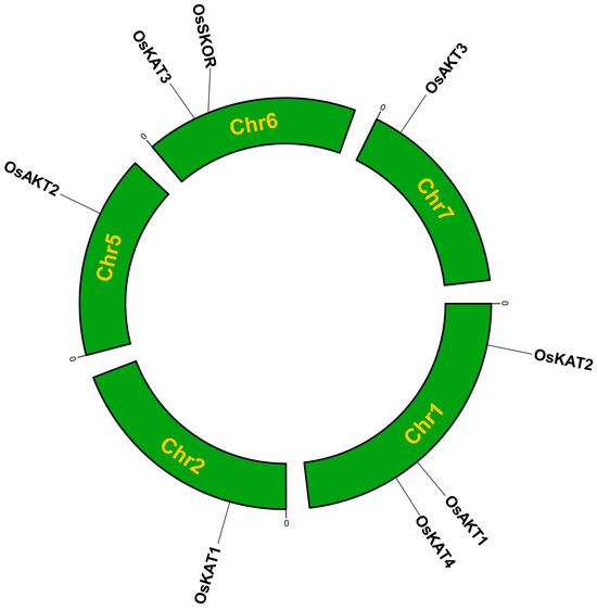 Identification and Characterization of Shaker Potassium Channel Gene ...