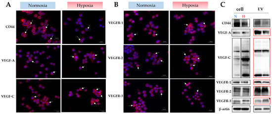 Role of CD44-Positive Extracellular Vesicles Derived from Highly ...