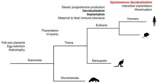The Role of the Endometrium in Implantation: A Modern View