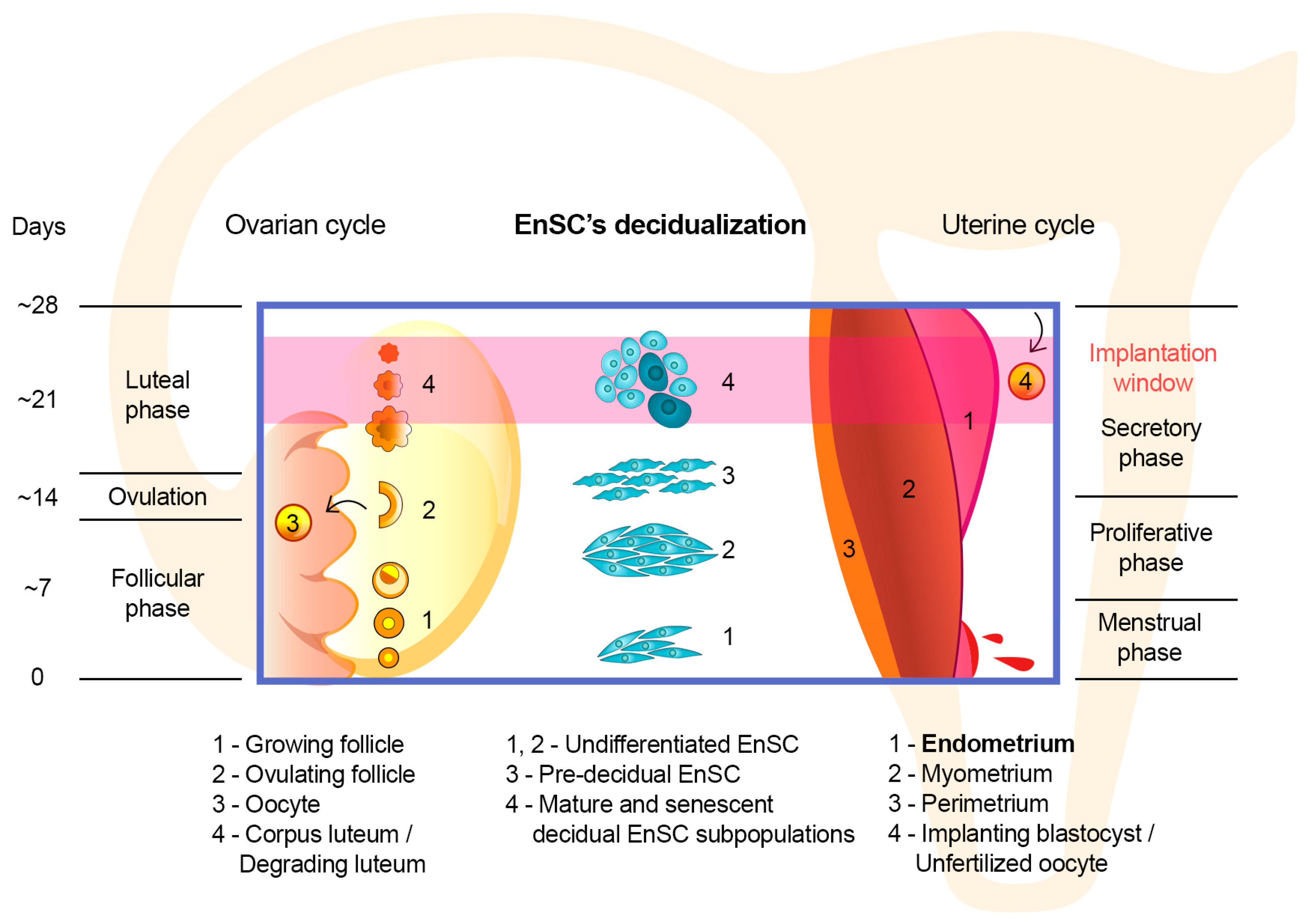 The Role of the Endometrium in Implantation: A Modern View