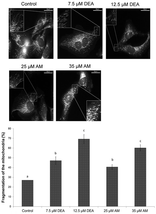 Comparison of Mitochondrial and Antineoplastic Effects of Amiodarone ...