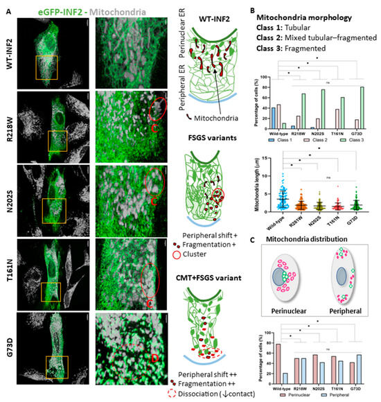 Altered Endoplasmic Reticulum Integrity and Organelle Interactions in ...