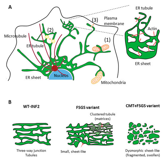 Altered Endoplasmic Reticulum Integrity and Organelle Interactions in ...