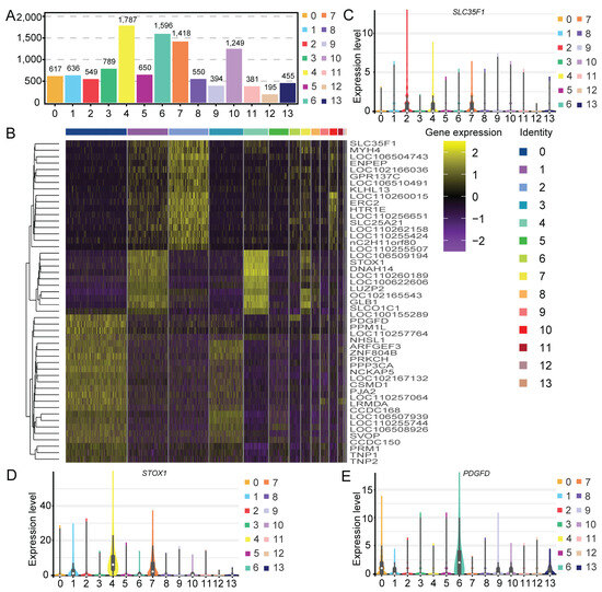 Single-Cell RNA Sequencing Reveals an Atlas of Hezuo Pig Testis Cells