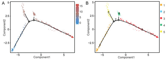 Single-Cell RNA Sequencing Reveals an Atlas of Hezuo Pig Testis Cells