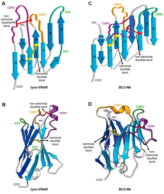 Functional Divergence in the Affinity and Stability of Non-Canonical ...