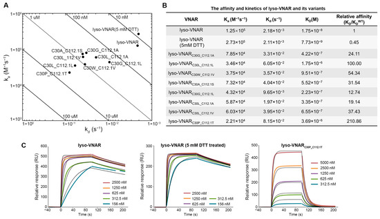 Functional Divergence in the Affinity and Stability of Non-Canonical ...