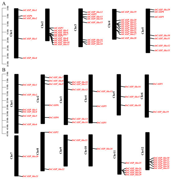 Comparative Analysis of Casparian Strip Membrane Domain Protein Family in Oryza sativa (L.) and ...