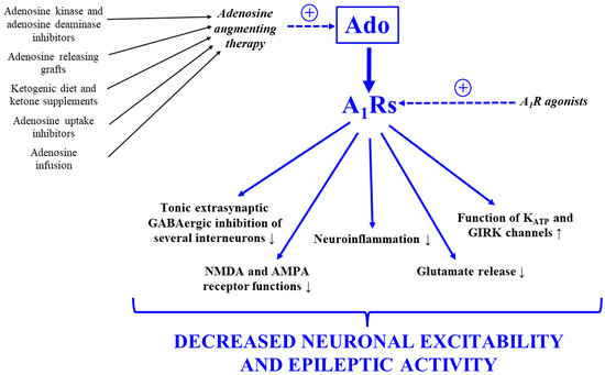 Putative Role of Adenosine A1 Receptors in Exogenous Ketone Supplements-Evoked Anti-Epileptic Effect