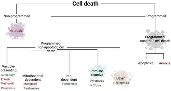 The Role of Programmed Types of Cell Death in Pathogenesis of Heart ...