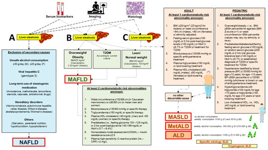 Converging Pathways between Metabolic Dysfunction–Associated Steatotic ...