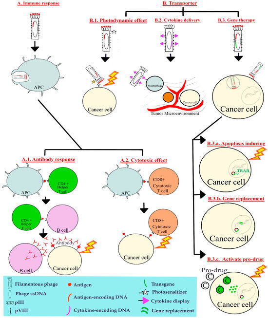 Recent Advances and Mechanisms of Phage-Based Therapies in Cancer Treatment