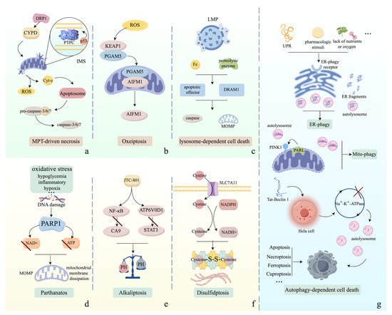 Significance of Programmed Cell Death Pathways in Neurodegenerative ...