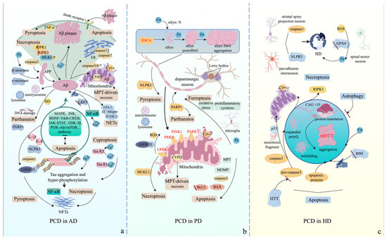Significance of Programmed Cell Death Pathways in Neurodegenerative ...