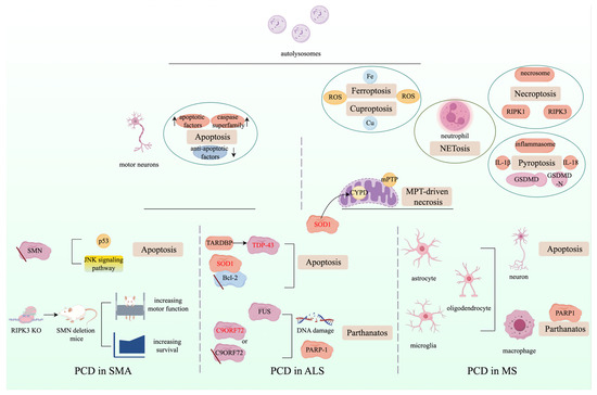 Significance of Programmed Cell Death Pathways in Neurodegenerative ...