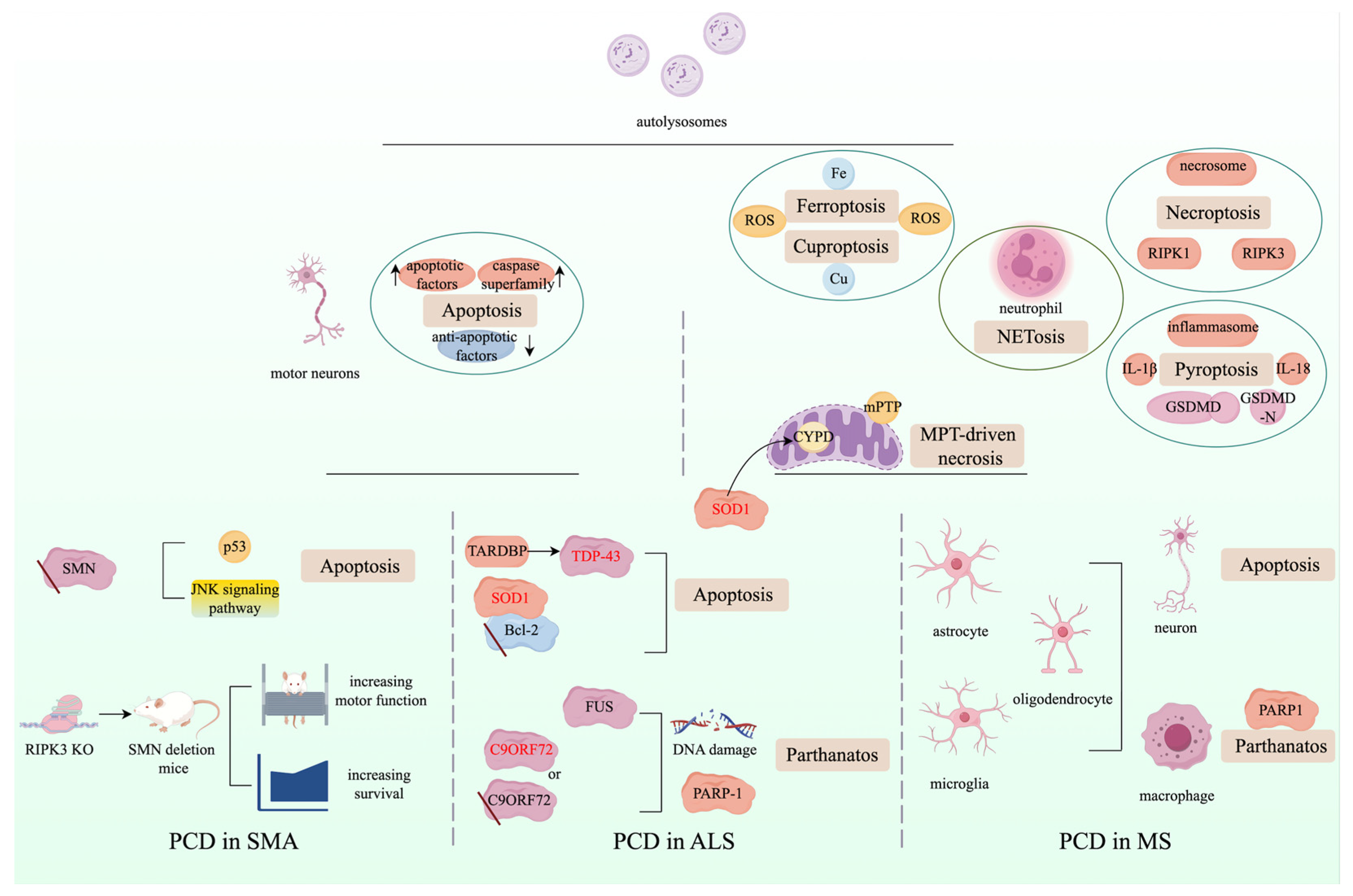 Significance of Programmed Cell Death Pathways in Neurodegenerative ...