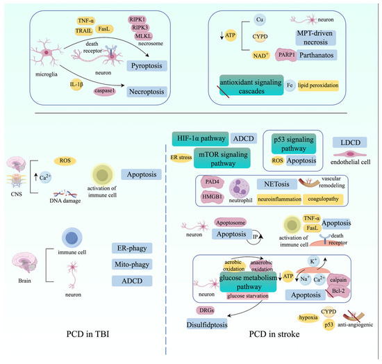 Significance of Programmed Cell Death Pathways in Neurodegenerative ...