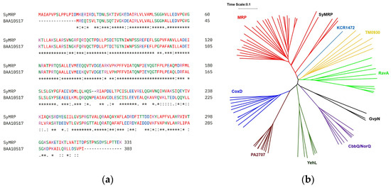 Molecular Characterization of the MoxR AAA+ ATPase of Synechococcus sp. Strain NKBG15041c