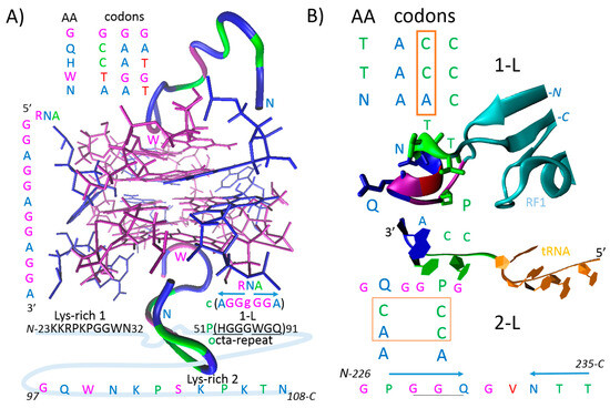 1-L Transcription in Prion Diseases