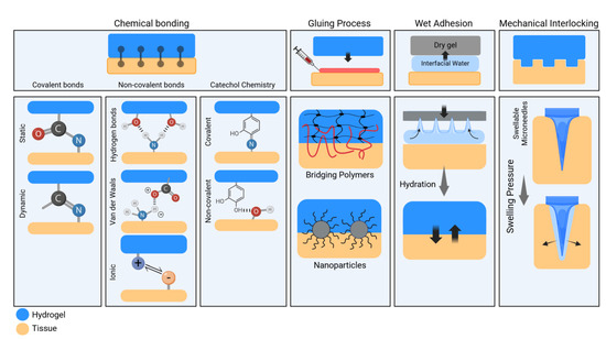 Cartilage Repair: Promise of Adhesive Orthopedic Hydrogels