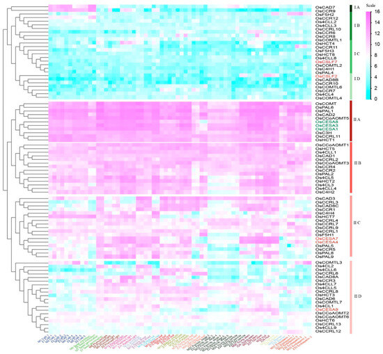Exploring Lignin Biosynthesis Genes in Rice: Evolution, Function, and ...