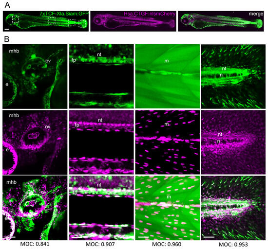 Wnt/β-Catenin Signaling Regulates Yap/Taz Activity during Embryonic ...