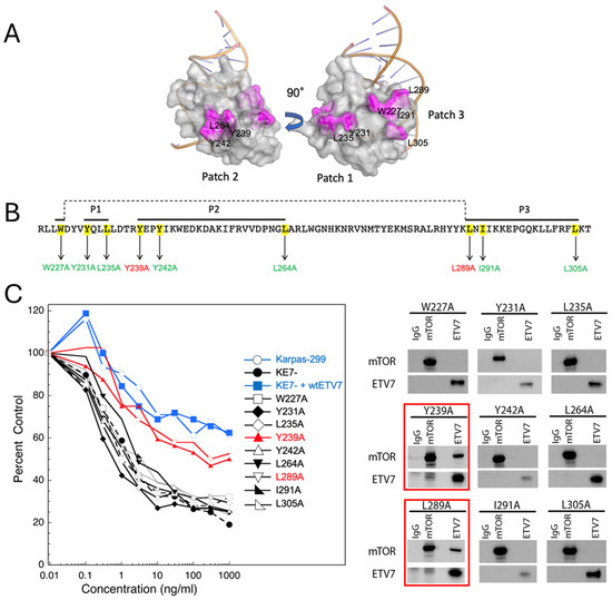 Assembly of mTORC3 Involves Binding of ETV7 to Two Separate Sequences ...