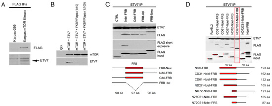 Assembly of mTORC3 Involves Binding of ETV7 to Two Separate Sequences ...