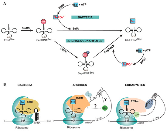 Overcoming Challenges with Biochemical Studies of Selenocysteine and ...