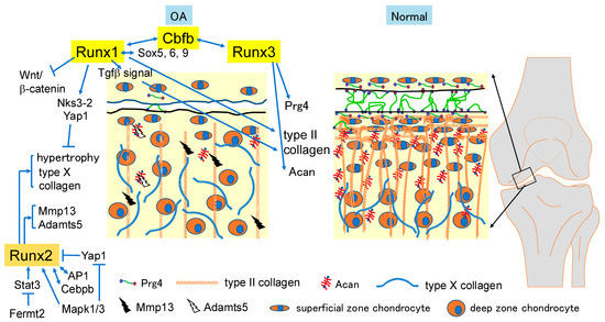 Regulation of Skeletal Development and Maintenance by Runx2 and Sp7