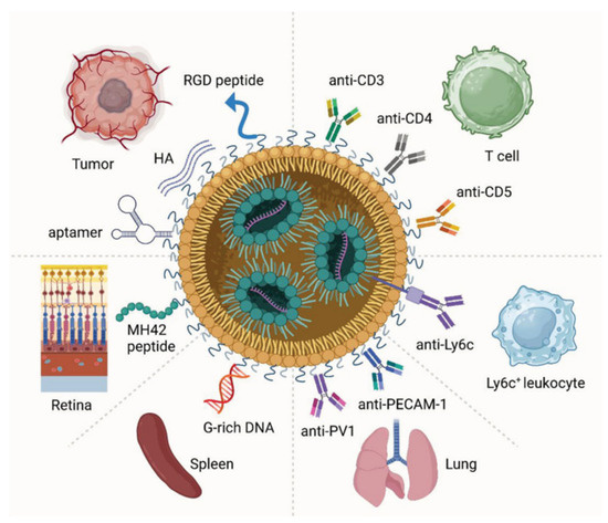 Development of mRNA Lipid Nanoparticles: Targeting and Therapeutic Aspects