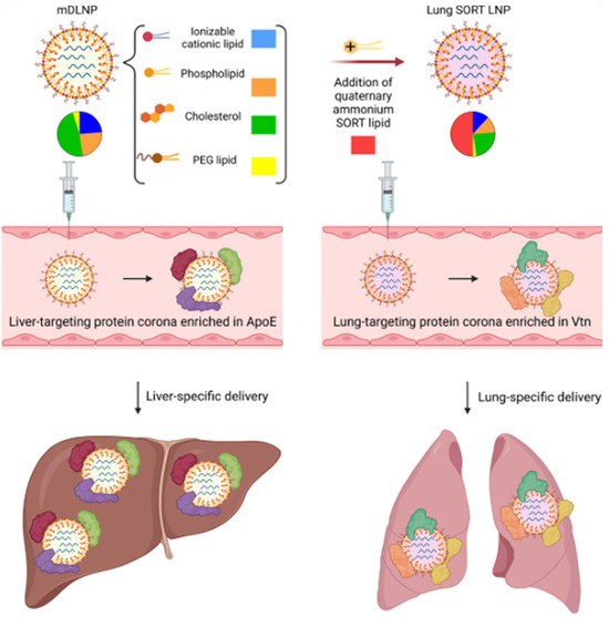Development of mRNA Lipid Nanoparticles: Targeting and Therapeutic Aspects