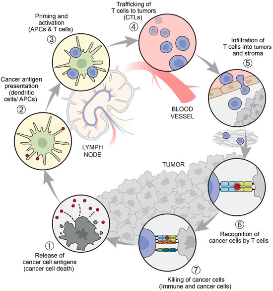 Development of mRNA Lipid Nanoparticles: Targeting and Therapeutic Aspects